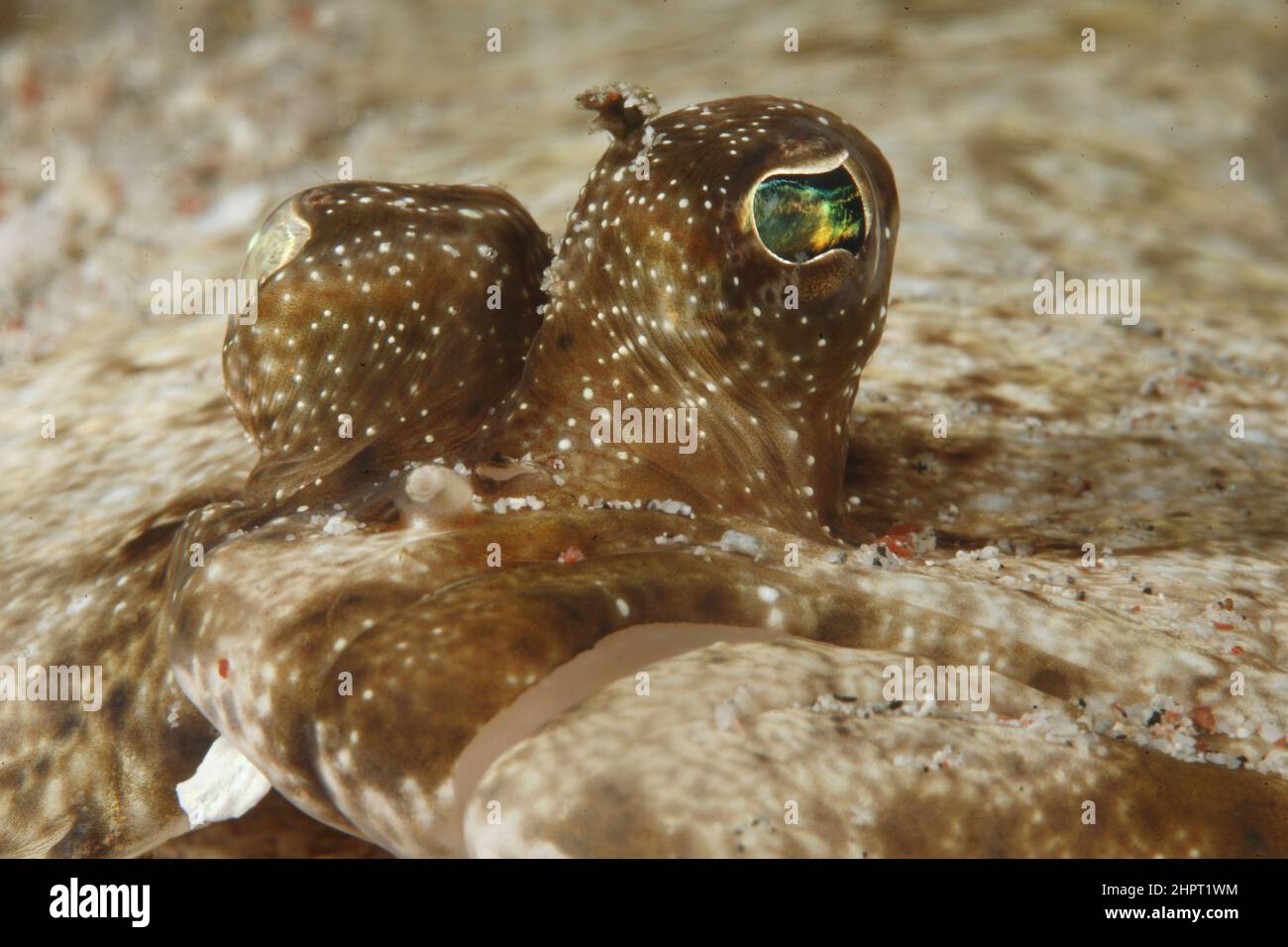 Eye of a common Sole ,Tropical Fish eyes , philippines ,Asia Stock ...