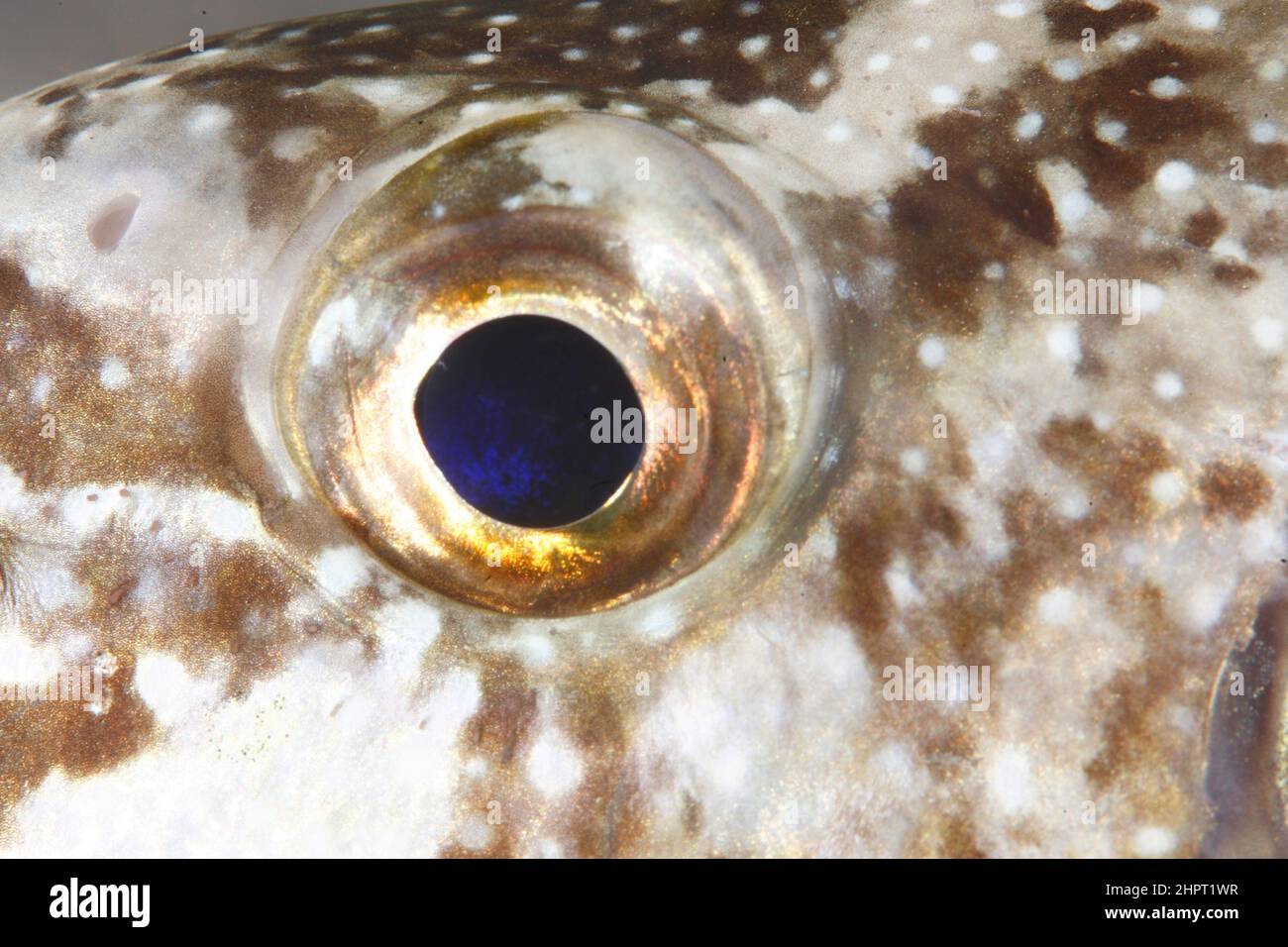 Tropical Fish eyes , philippines ,Asia Stock Photo - Alamy