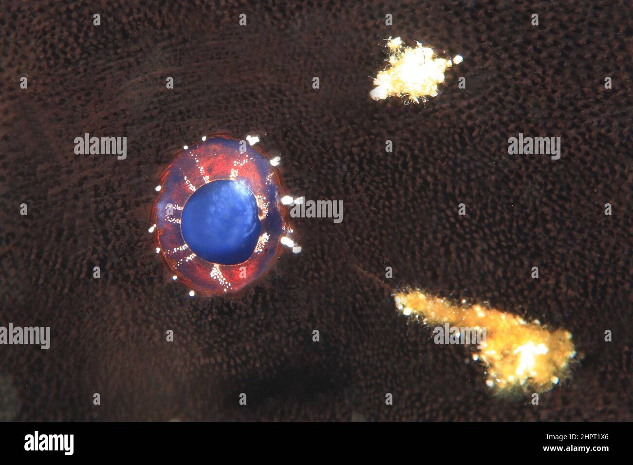 Eye of a Frog fish ,Tropical Fish eyes , philippines ,Asia Stock Photo ...