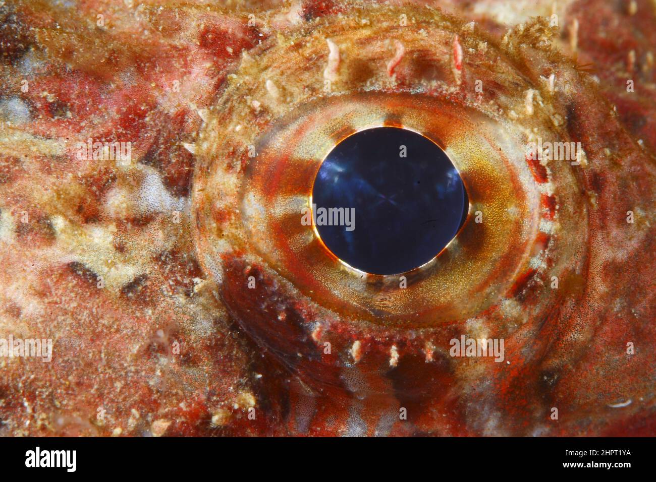 Eye of a Scorpion fish ,Tropical Fish eyes , philippines ,Asia Stock ...