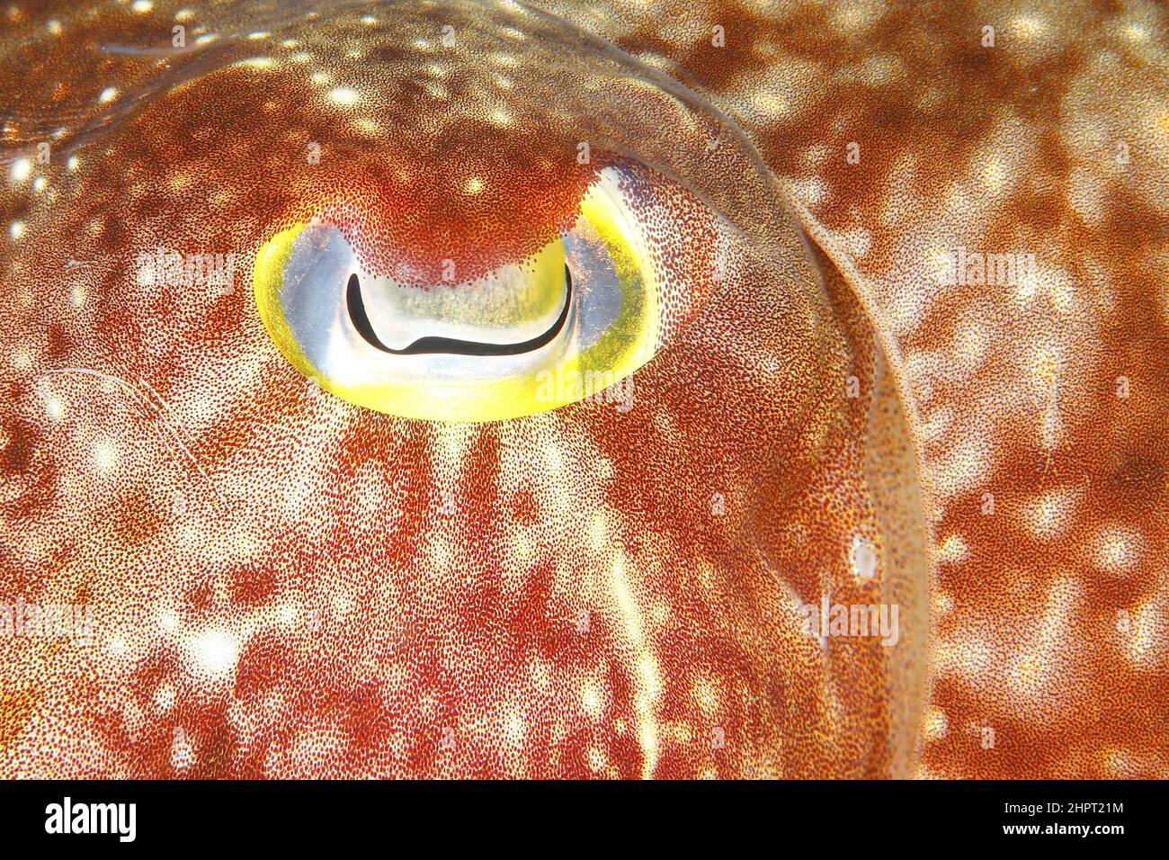Eye of a Squid ,Tropical Fish eyes , philippines ,Asia Stock Photo - Alamy