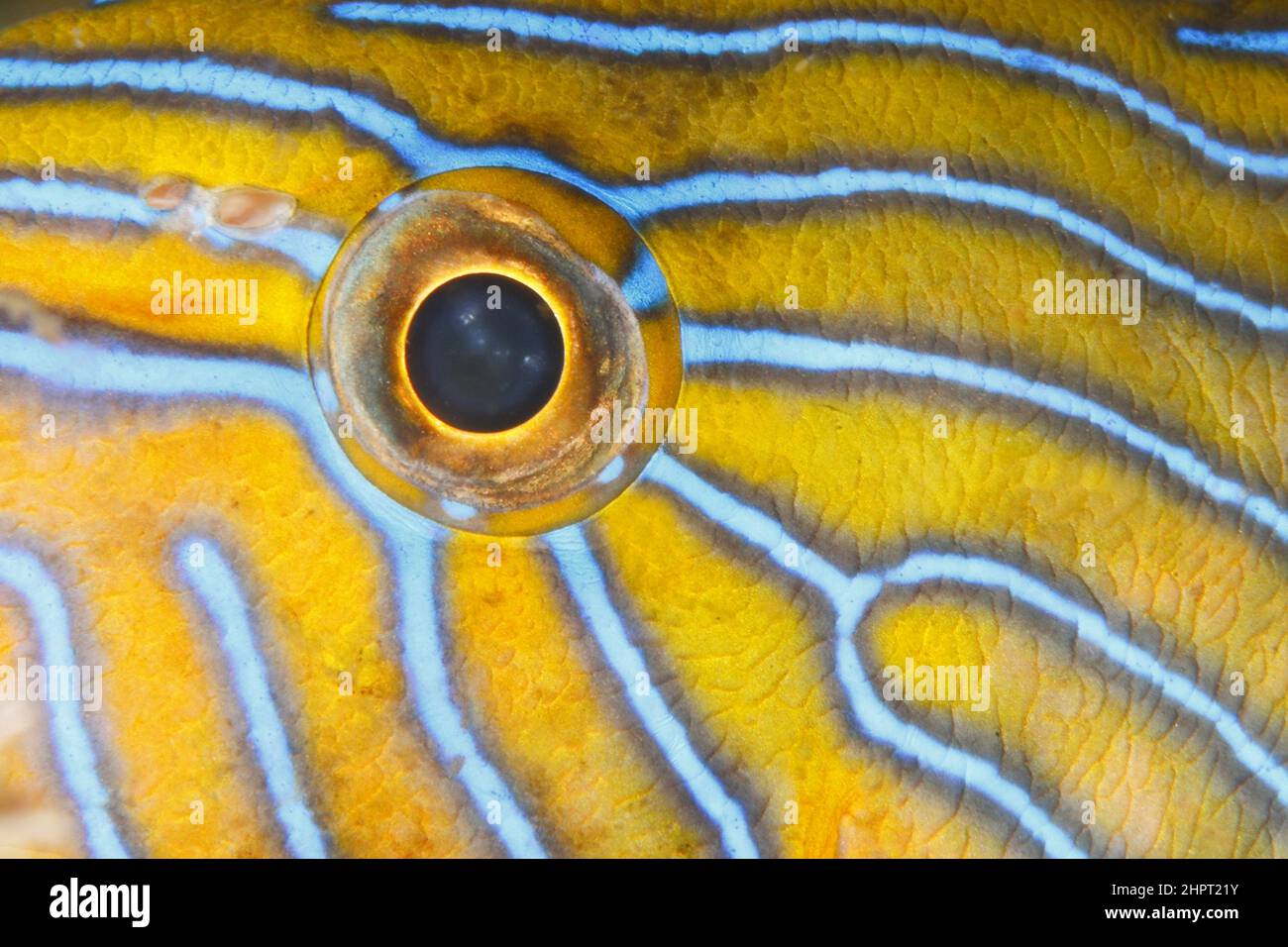 Tropical Fish eyes , philippines ,Asia Stock Photo - Alamy