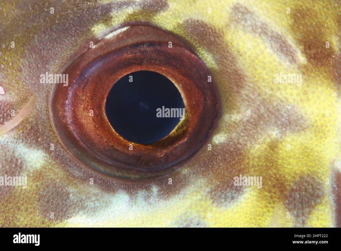 Tropical Fish eyes , philippines ,Asia Stock Photo - Alamy
