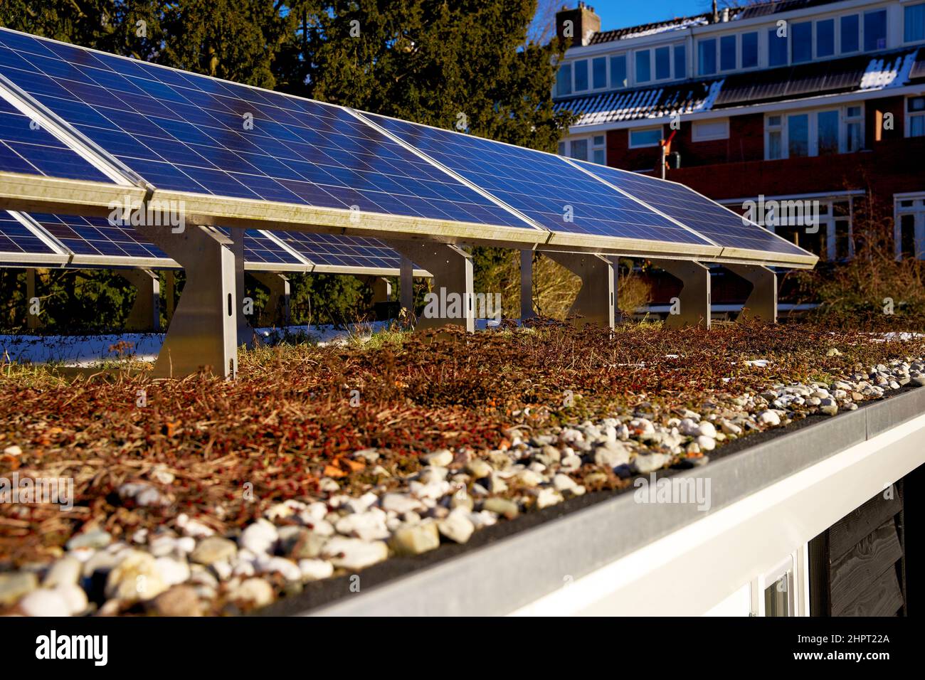 Solar panels on a green rooftop garden with flowering sedum plants ...
