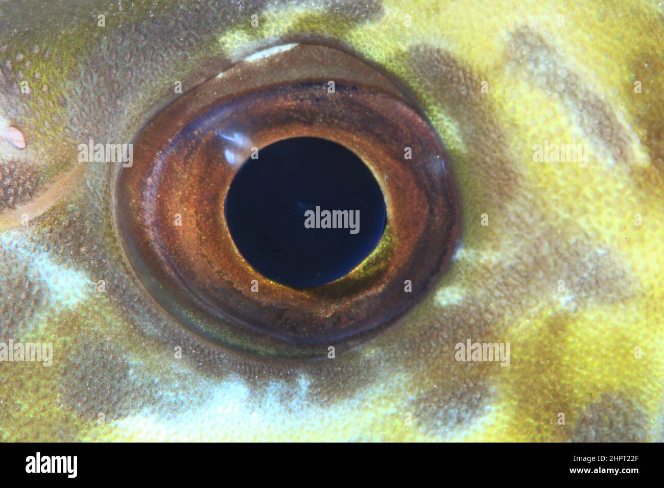 Tropical fish identification hi-res stock photography and images - Alamy