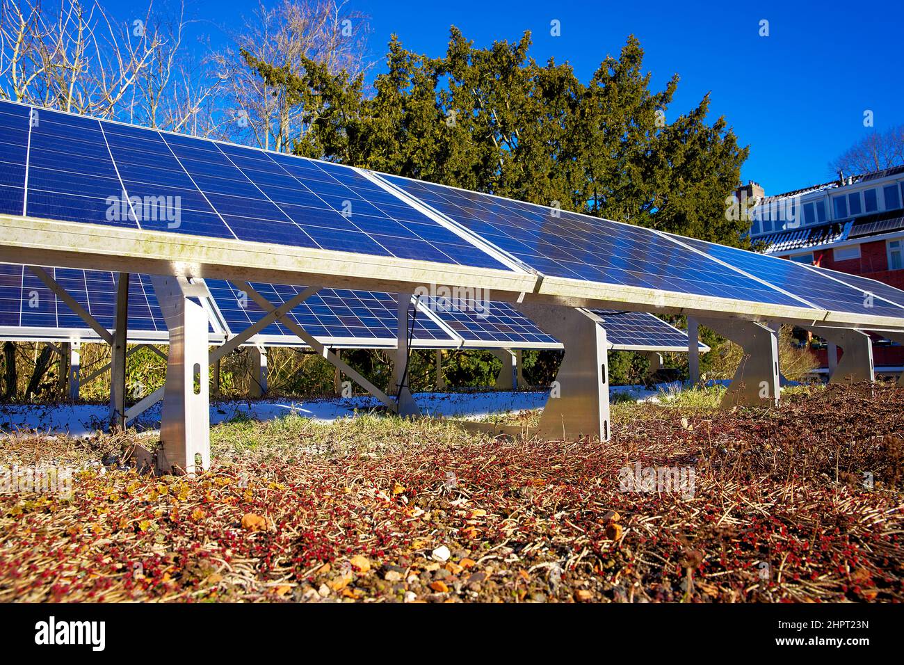 Solar panels on a green rooftop garden with flowering sedum plants ...