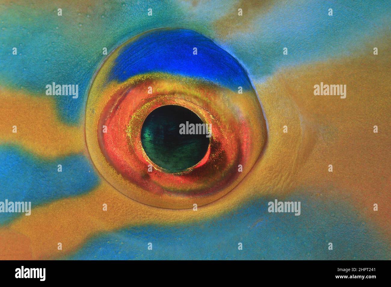 Eye of a Parrot fish ,Tropical Fish eyes , philippines ,Asia Stock ...