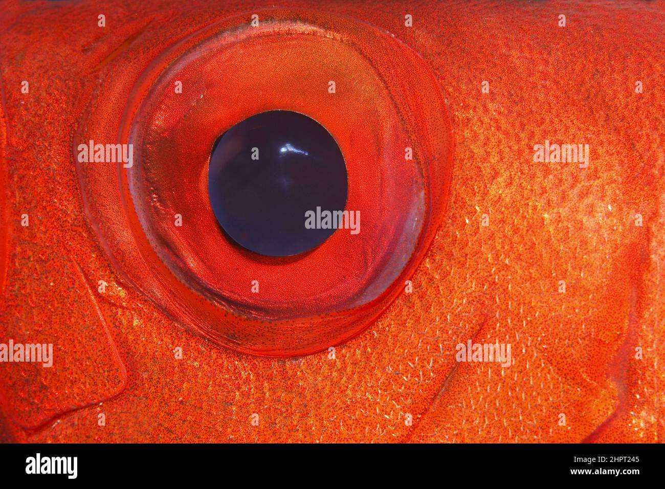 Tropical Fish eyes , philippines ,Asia Stock Photo - Alamy