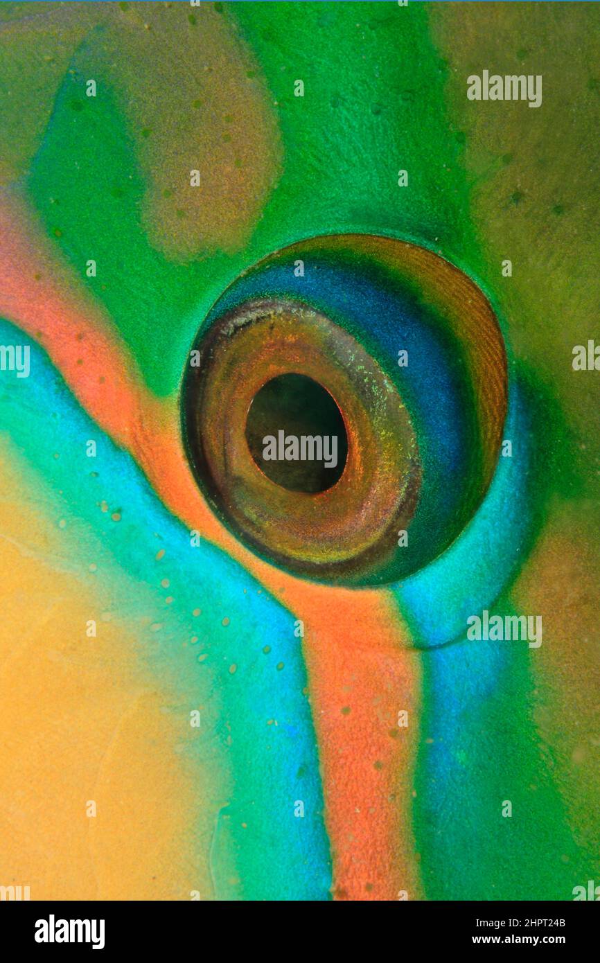 Eye of a Parrot fish ,Tropical Fish eyes , philippines ,Asia Stock ...