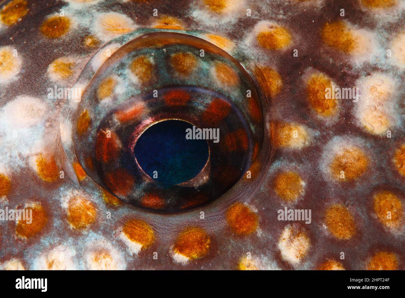 Tropical Fish eyes , philippines ,Asia Stock Photo - Alamy