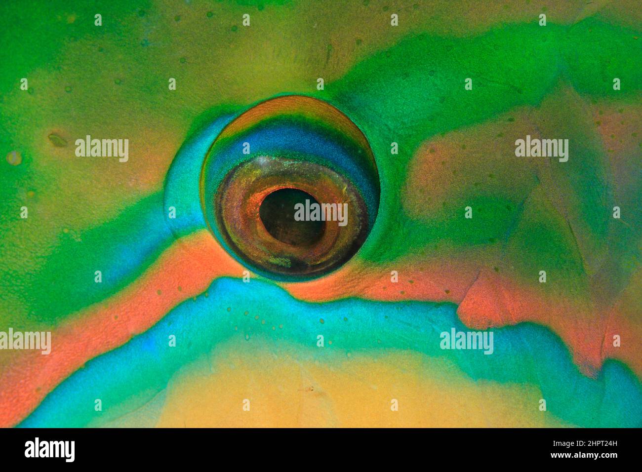 Eye of a Parrot fish ,Tropical Fish eyes , philippines ,Asia Stock ...