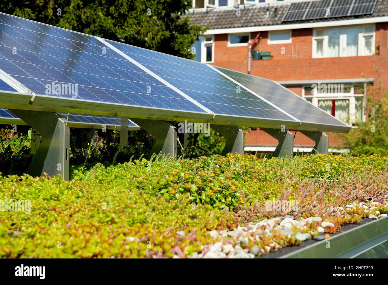 Solar panels on a green rooftop garden with flowering sedum plants ...