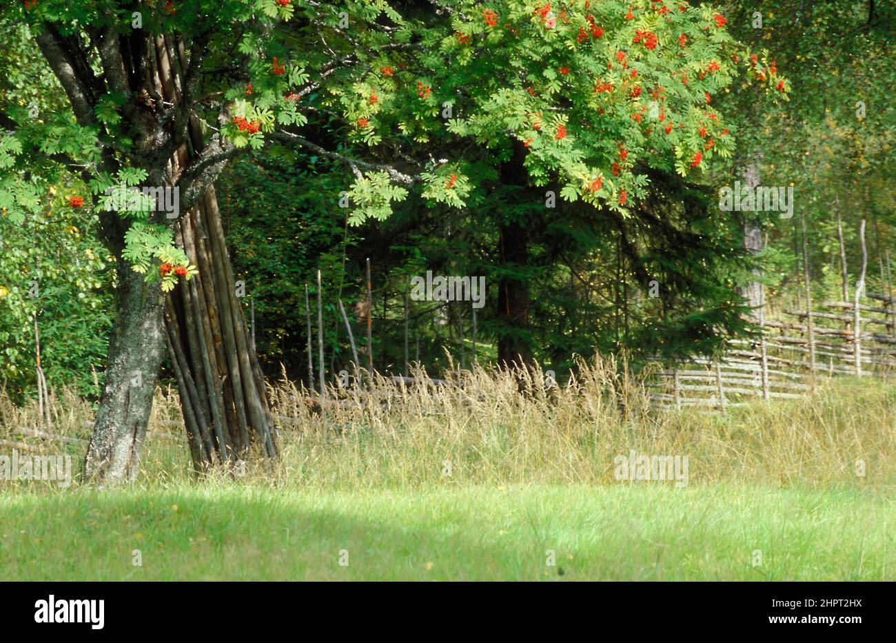 Red rowan berries in the farmland at an old homestead in 2005, analog ...