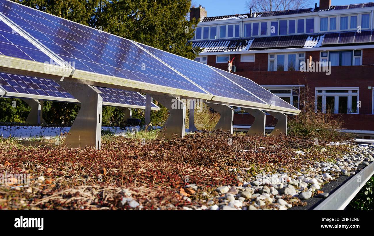 Solar panels on a green rooftop garden with flowering sedum plants ...