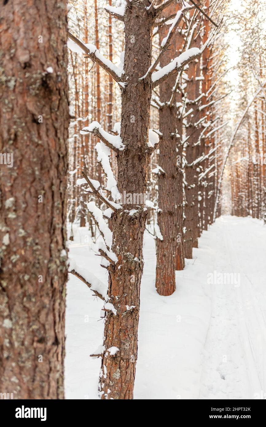 A walk through the winter forest. Snow trees and a cross-country ski ...