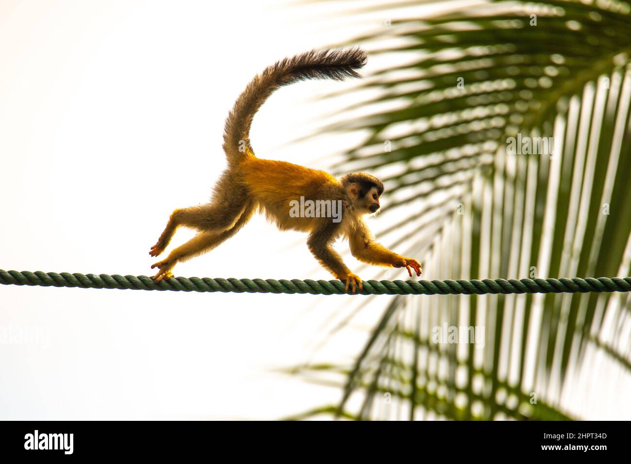 Central American squirrel monkey, Saimiri oerstedii, walking on a rope ...