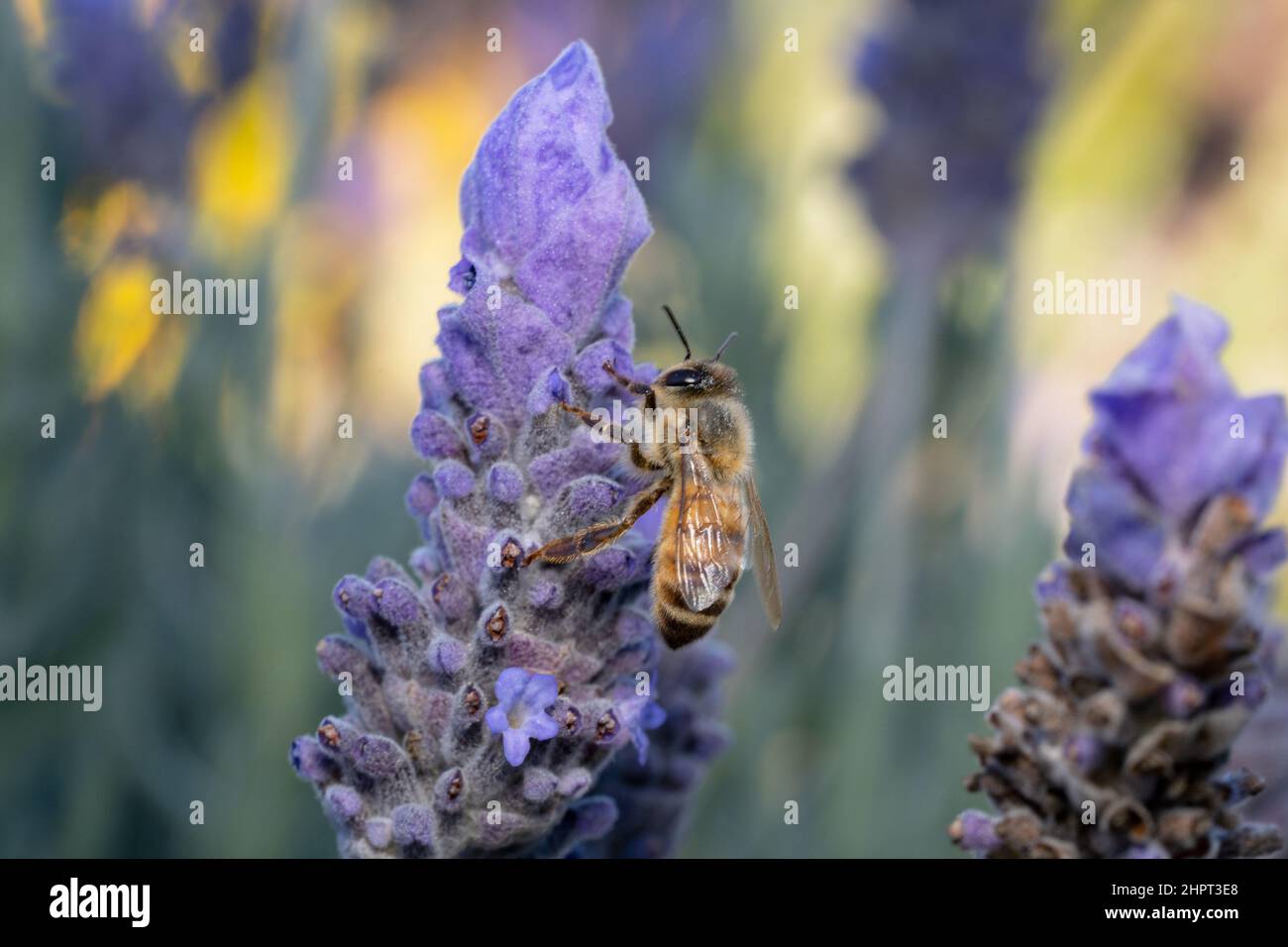 Honey bee getting nectar out of a lavender flower Stock Photo - Alamy