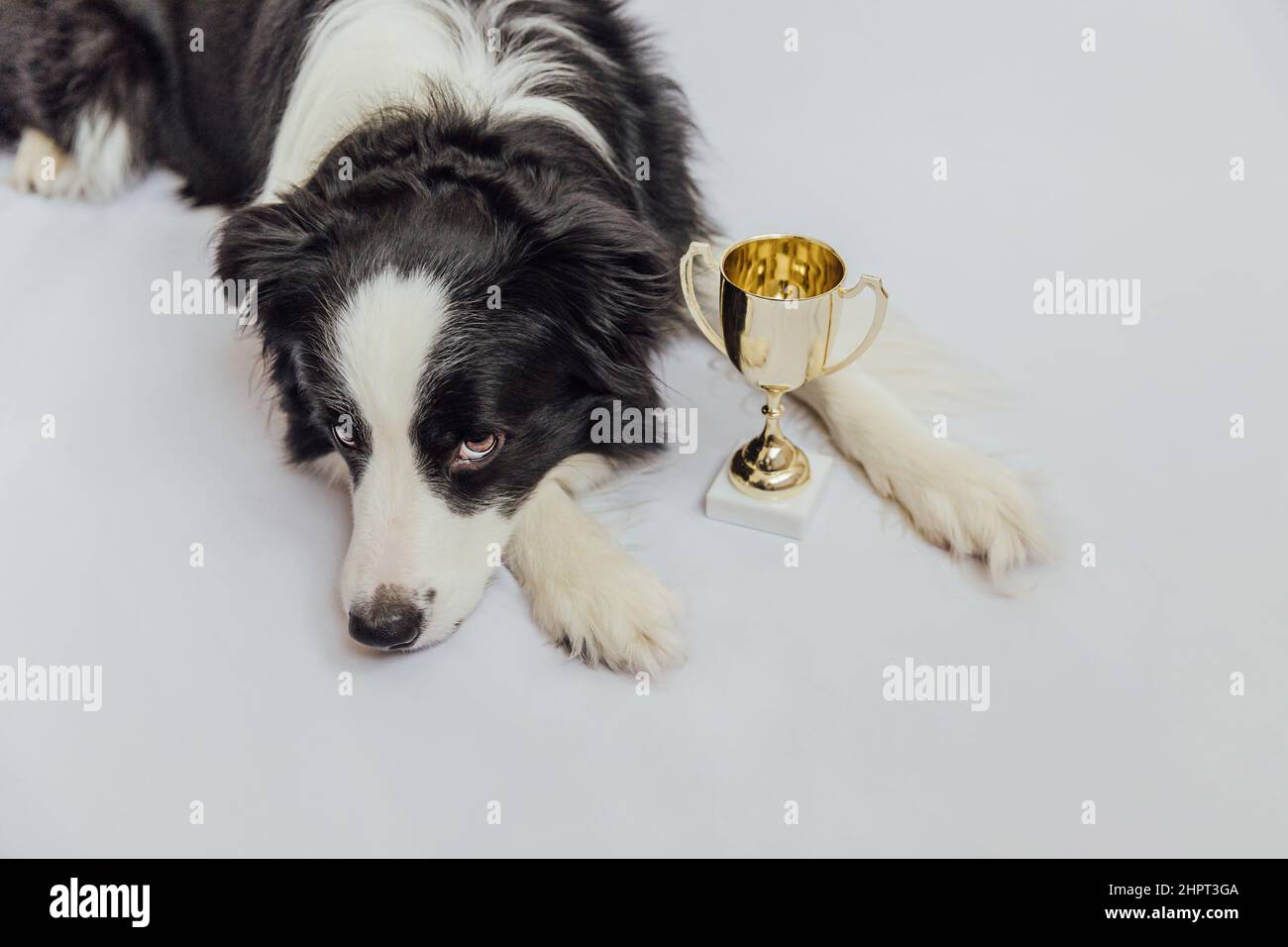Cute puppy dog border collie lying with gold champion trophy cup ...
