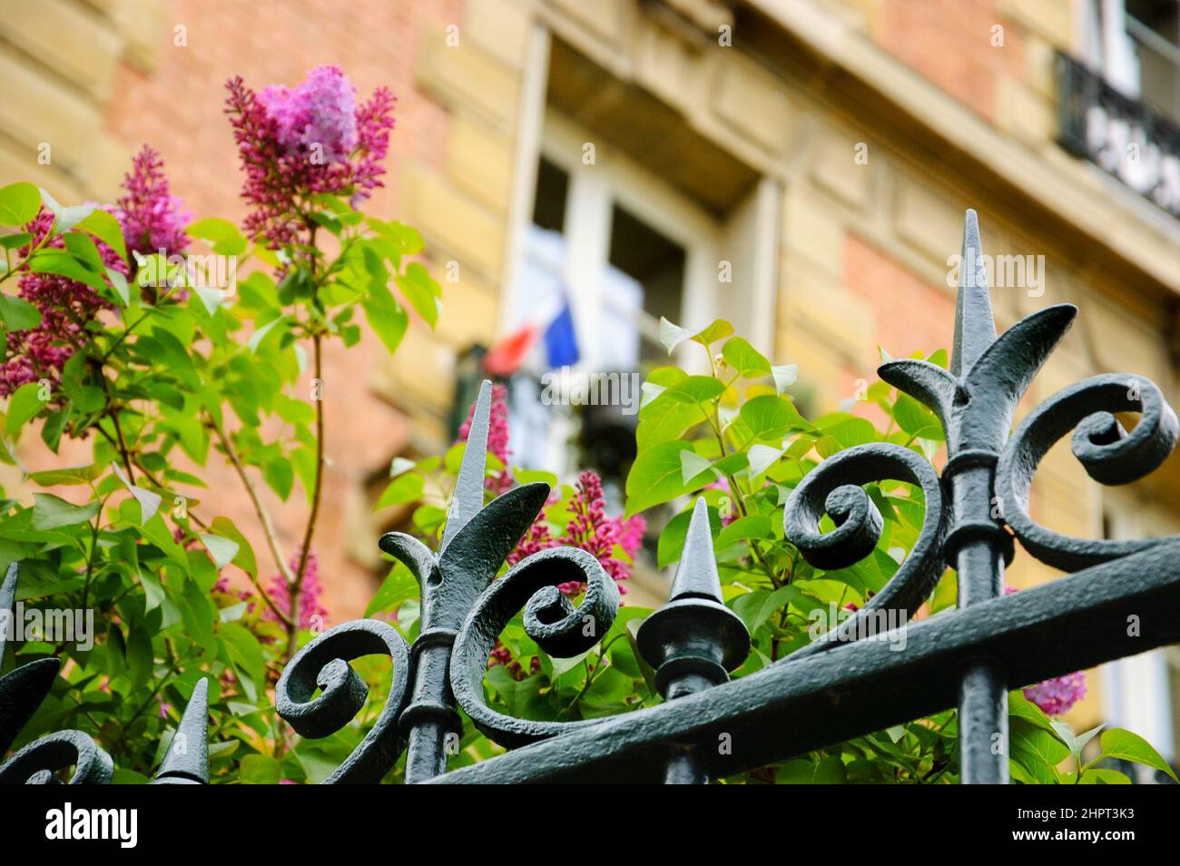 Spring in Paris. Blossoming lilac flowers and typical Parisian building ...