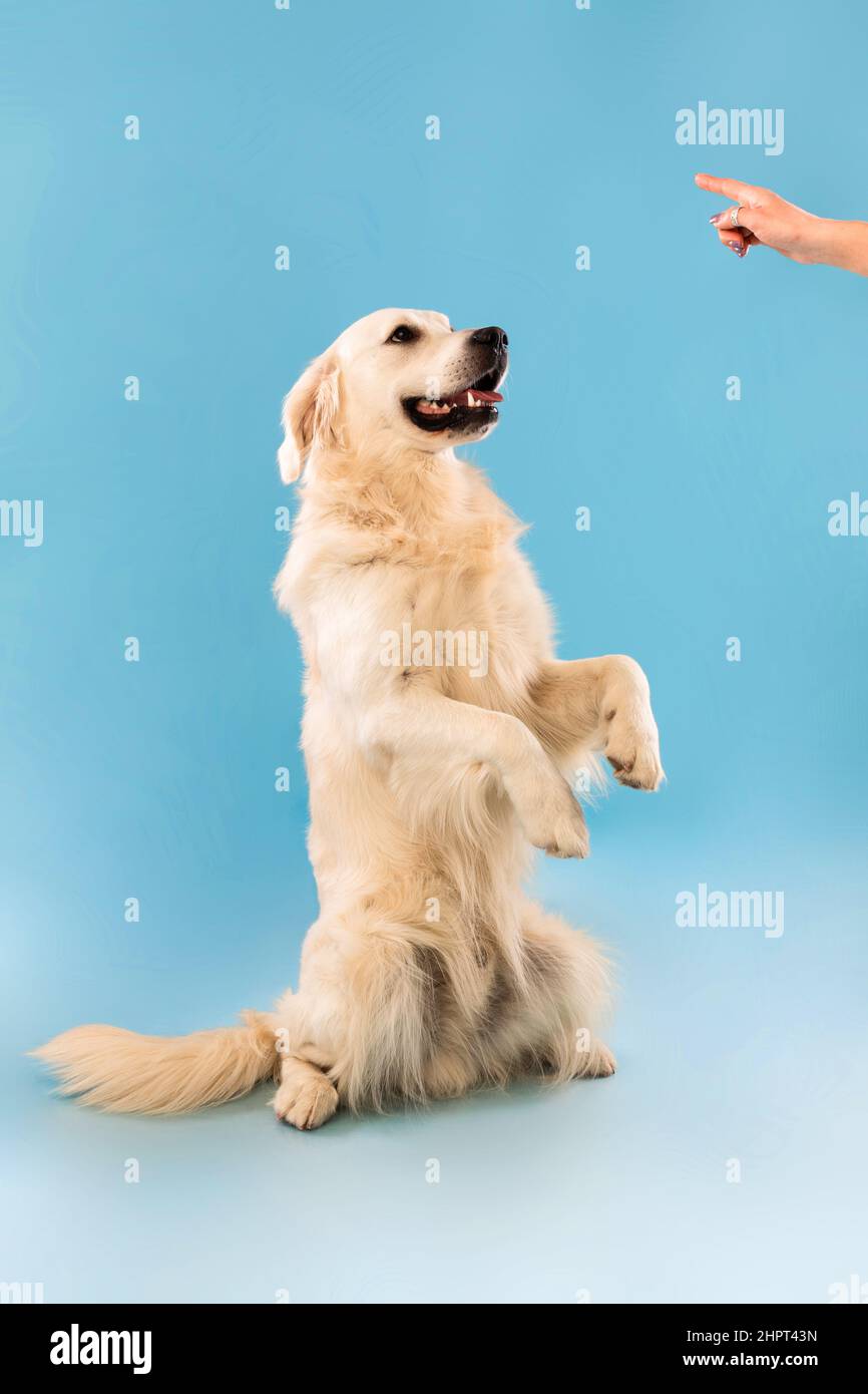 Woman training obedient dog, blue studio background Stock Photo - Alamy