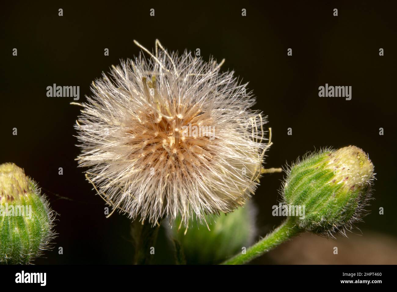 Beautiful White Common Dandelion Taraxacum officinale with orange ...