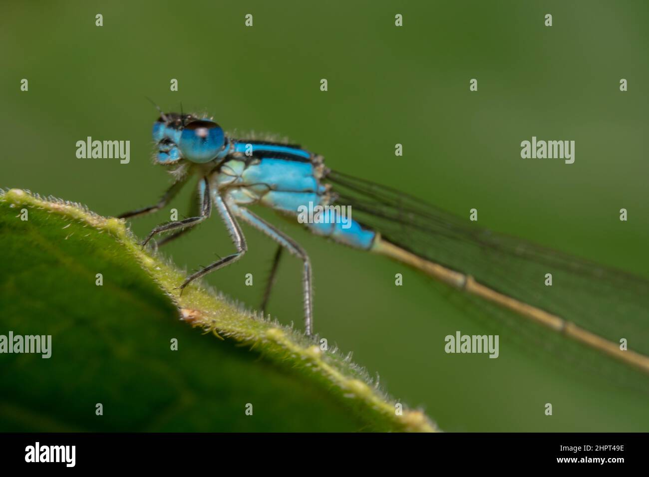 Bright eyes of a blue damsel fly with golden tails Stock Photo - Alamy