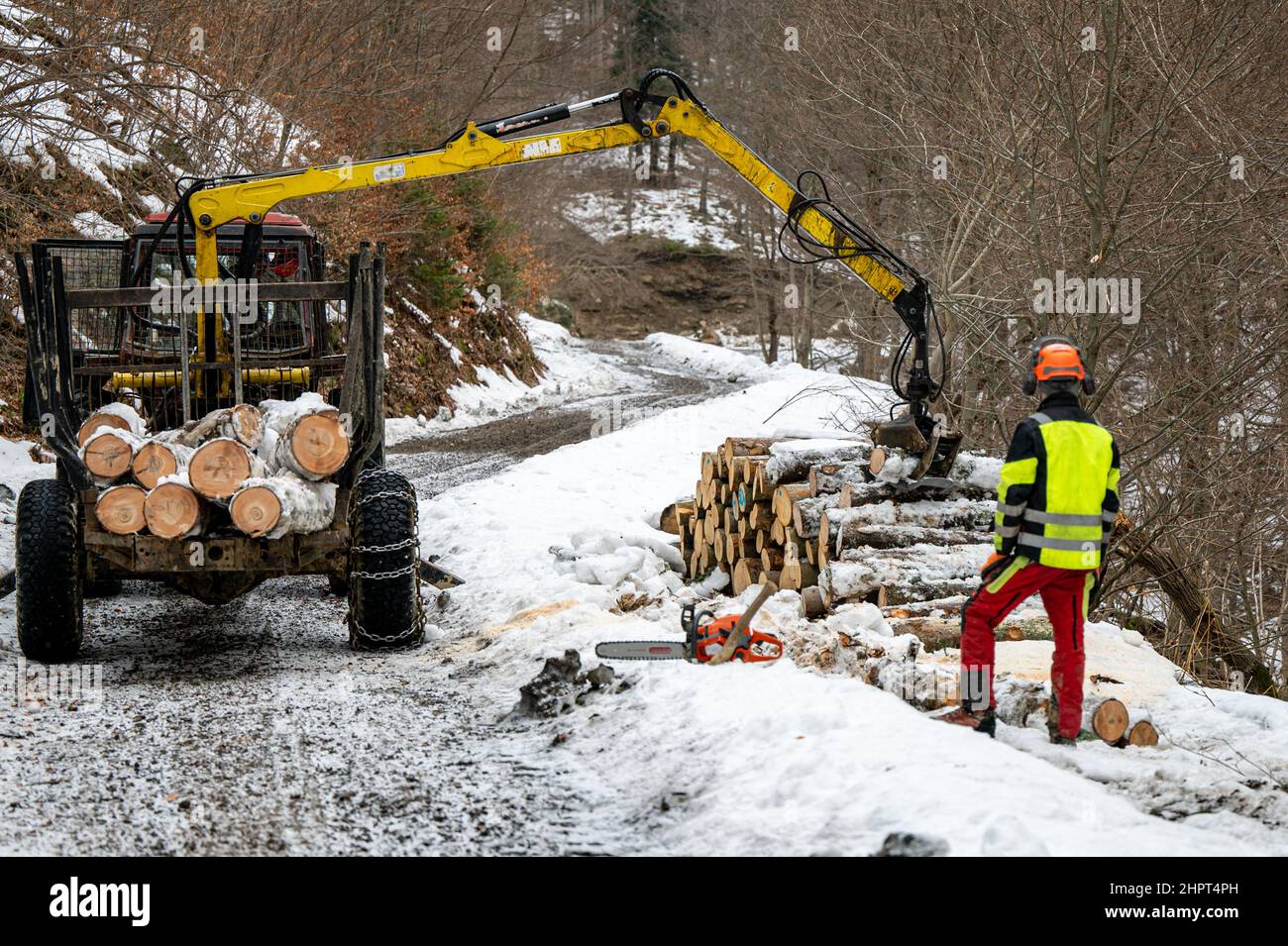 Hard work in forestry in winter. Lumberjack and tractor with timber ...