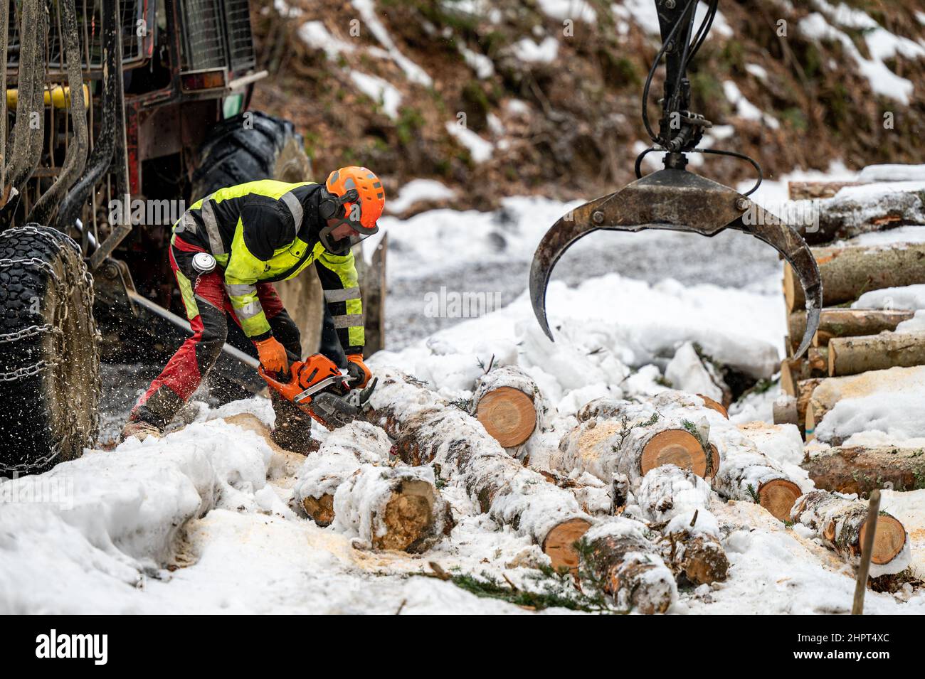 Hard work in forestry in winter. Lumberjack and tractor with timber ...