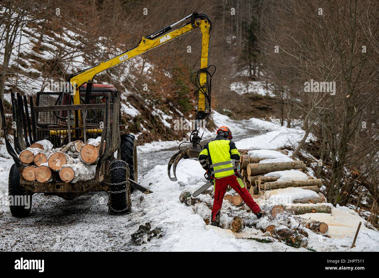 Hard work in forestry in winter. Lumberjack and tractor with timber ...
