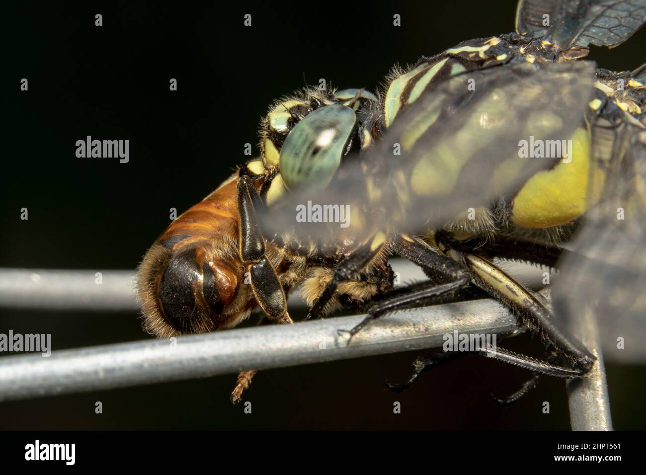 Yellow dragonfly with light green eye is eating a bee. Dragonfly hunted ...