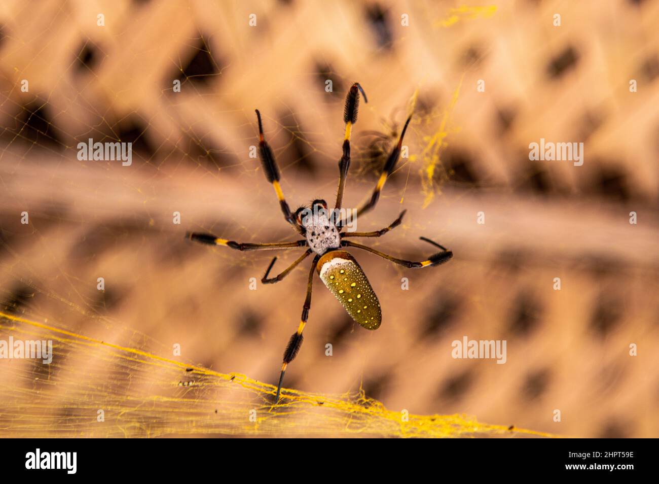 A spider in Sierra Nevada de Santa Marta, Colombia Stock Photo - Alamy