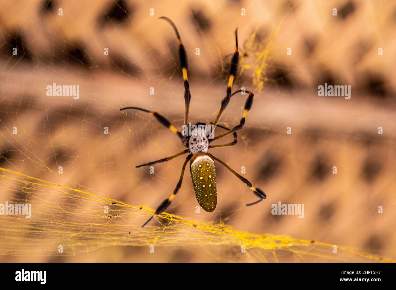 A spider in Sierra Nevada de Santa Marta, Colombia Stock Photo - Alamy