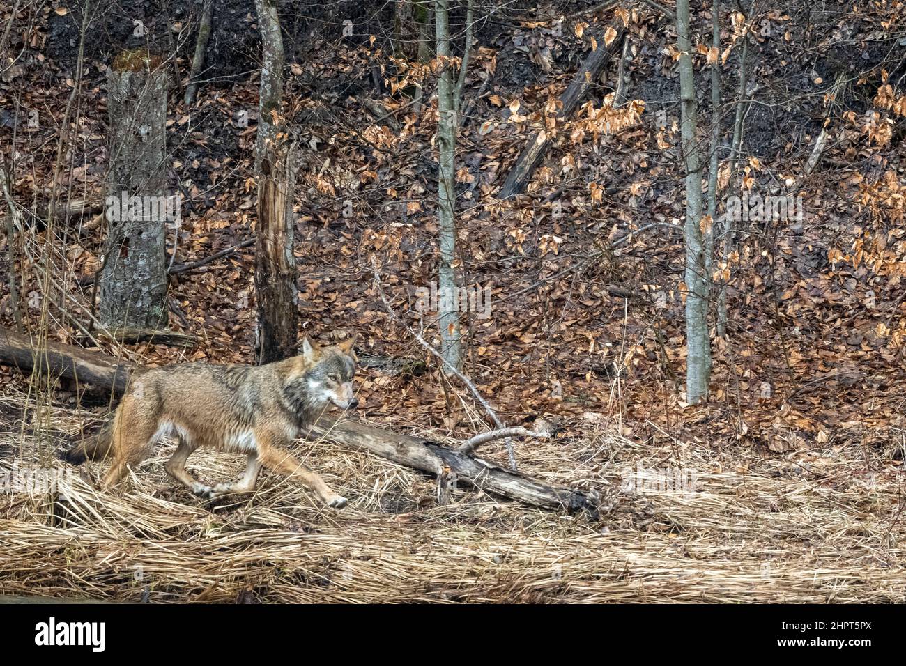 Gray wolf canis lupus tail hi-res stock photography and images - Alamy