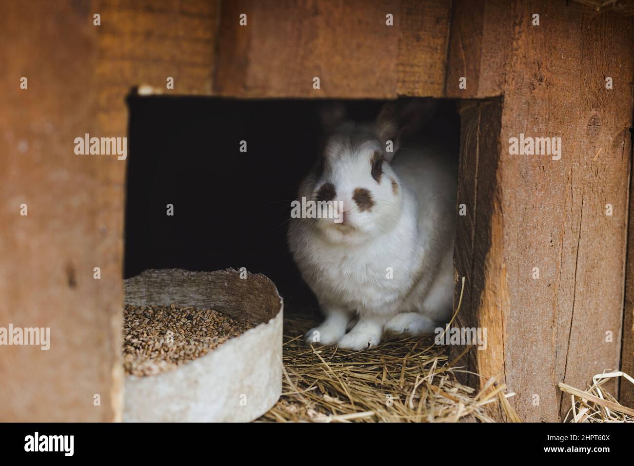 White rabbit inside his wooden house full of hay Stock Photo - Alamy