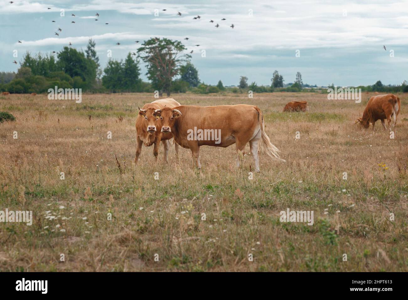 Two brown colored beef cows standing together in a dry pasture field ...