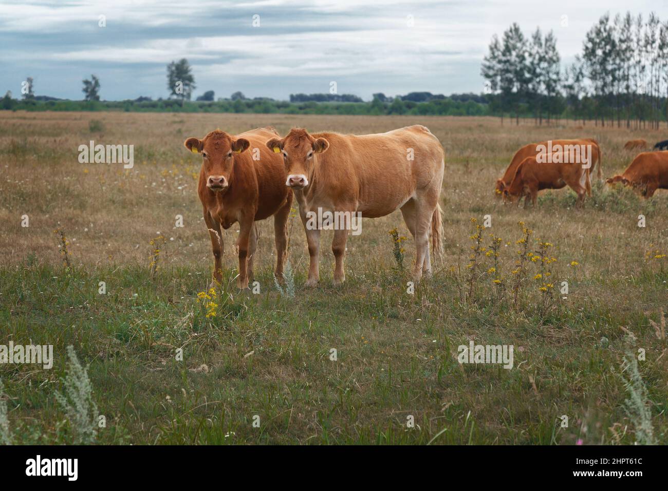 Two brown beef cows standing together in a dry pasture field and ...