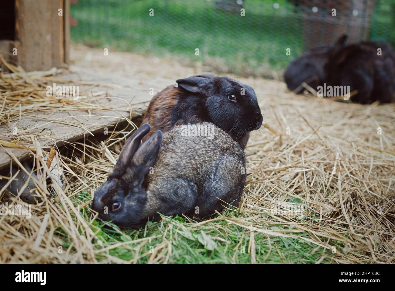 Domestic pet rabbits hi-res stock photography and images - Alamy