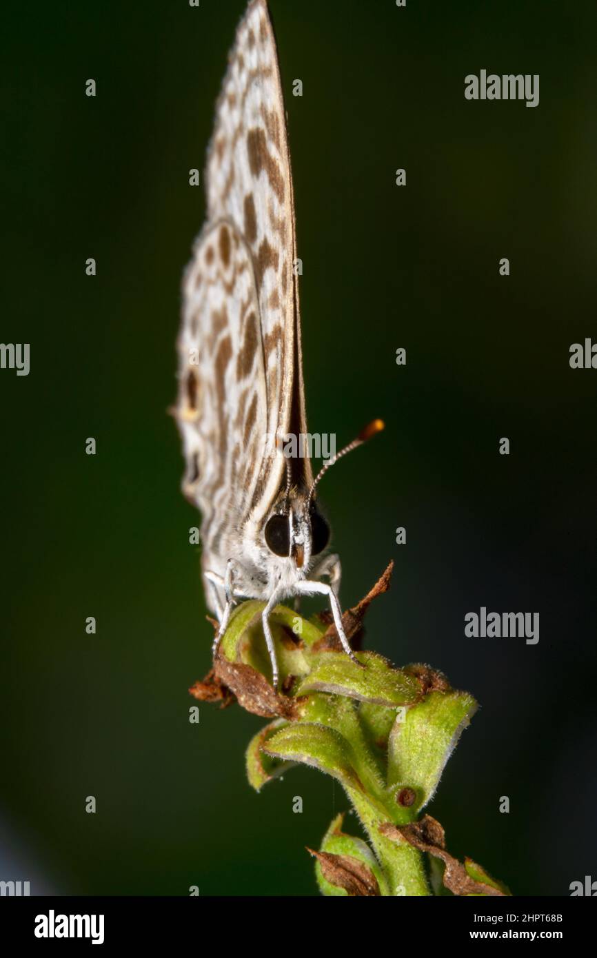 Portrait shot of a Speckled Line Blue Butterfly - Scientific Name ...