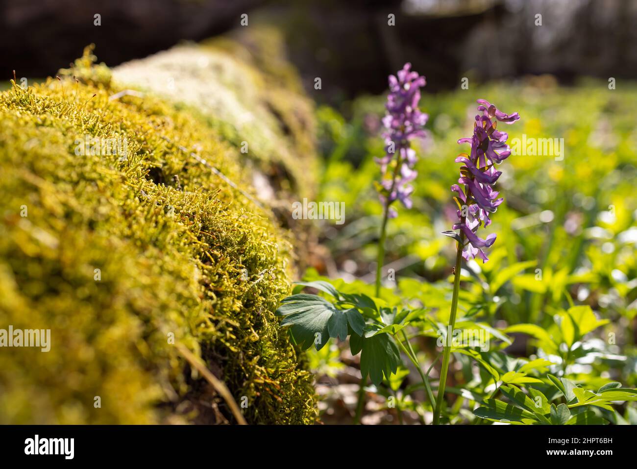 Hollow smokestack (Corydalis cava), spring forest, Southern Moravia ...