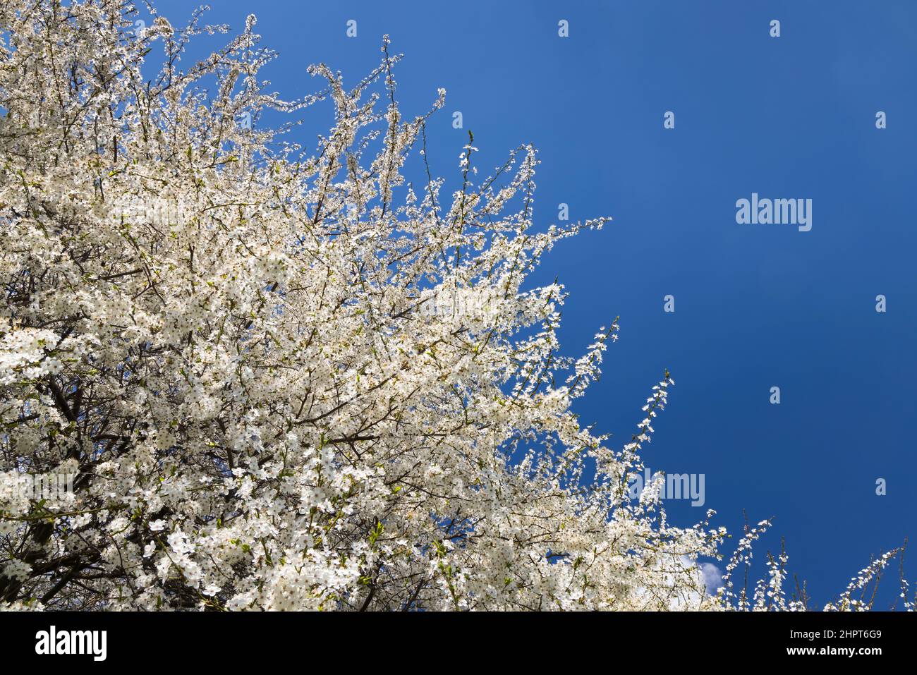 White flowering tree against hi-res stock photography and images - Alamy