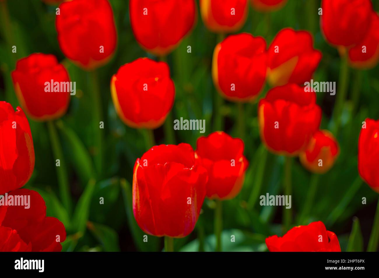 colorful tulips flowers field in springtime with low sun Stock Photo ...