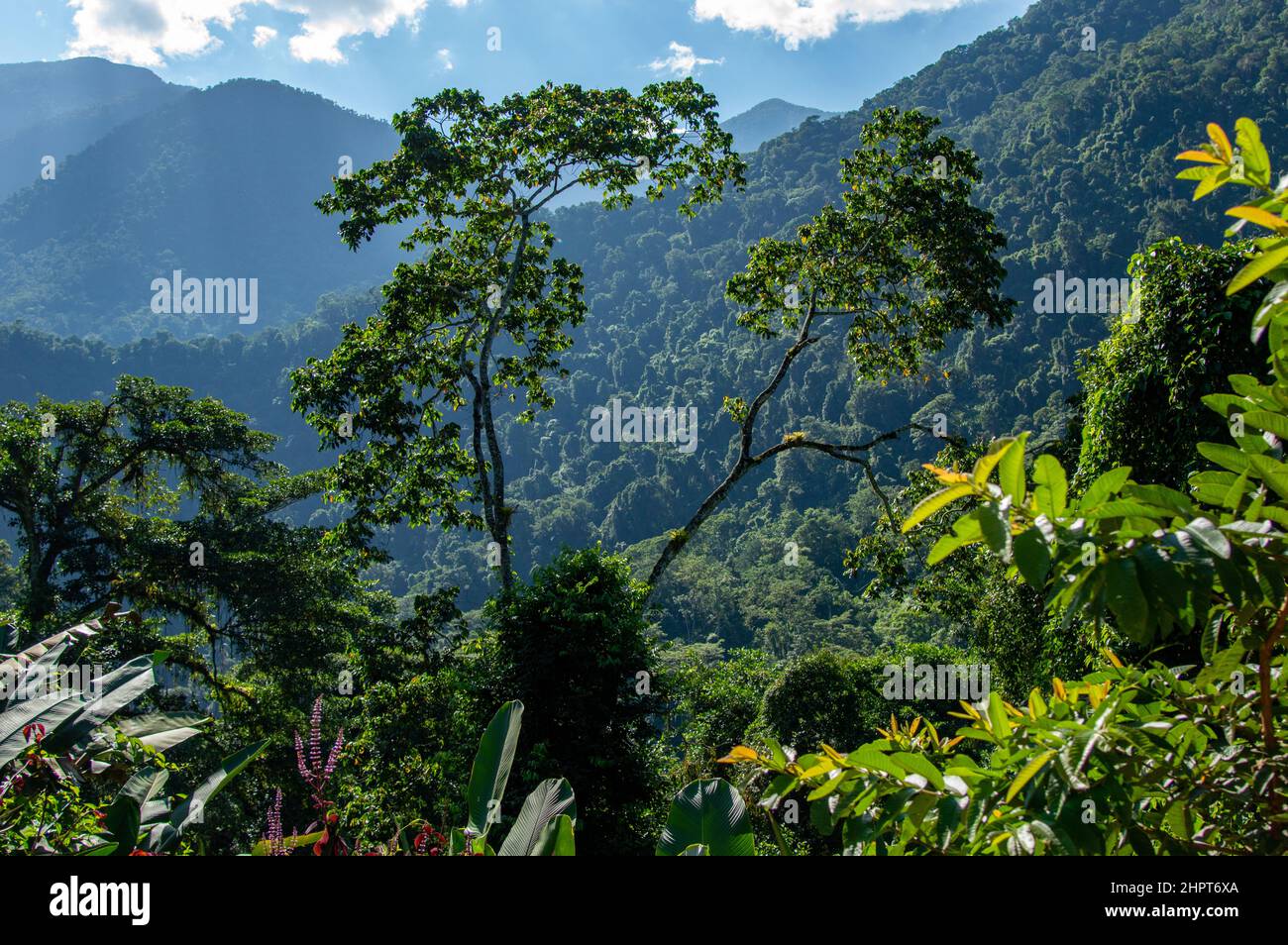A view of the jungle landscape of the Sierra Nevada de Santa Marta ...