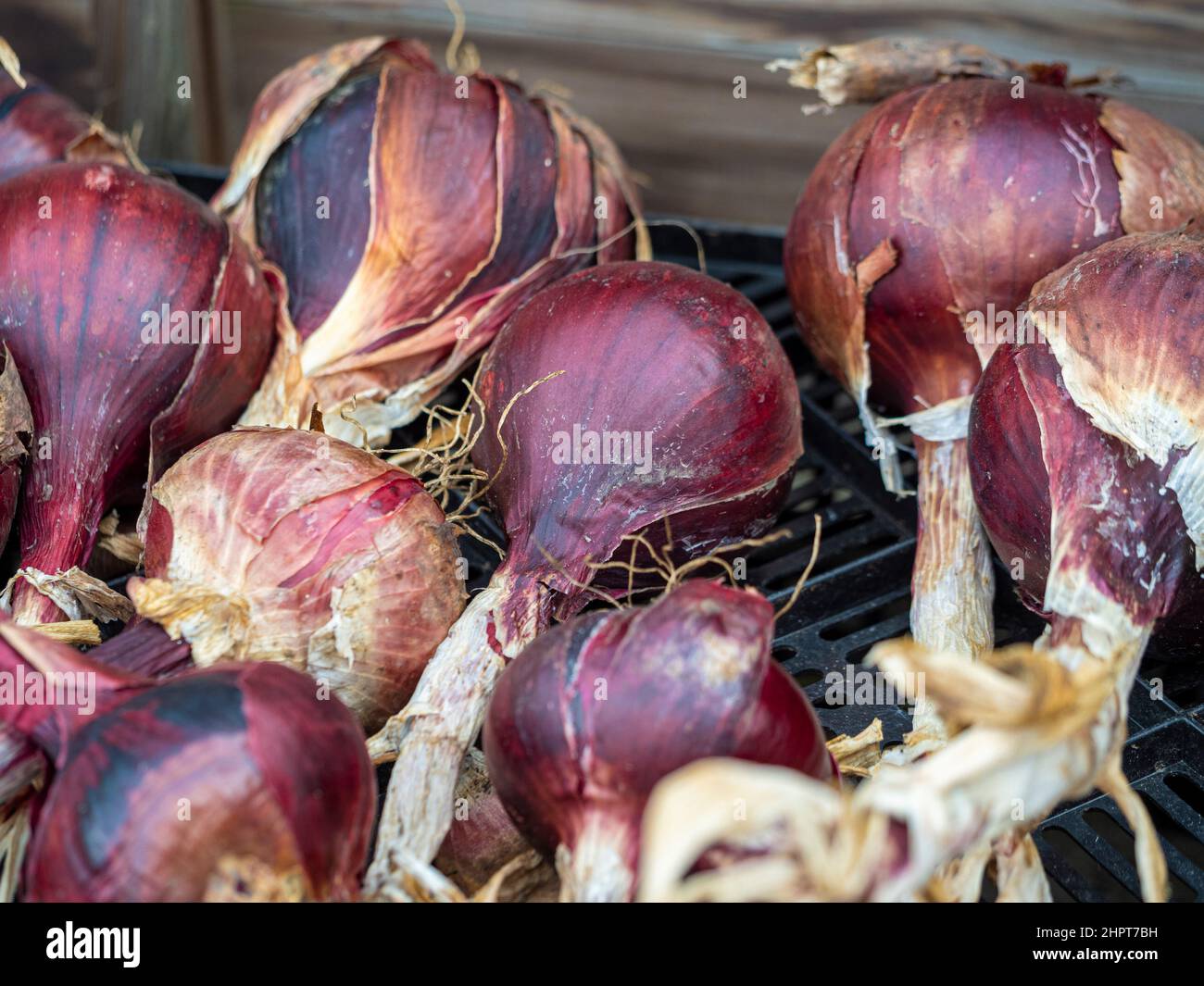 Harvested red onions drying in a UK garden ready for storage Stock ...