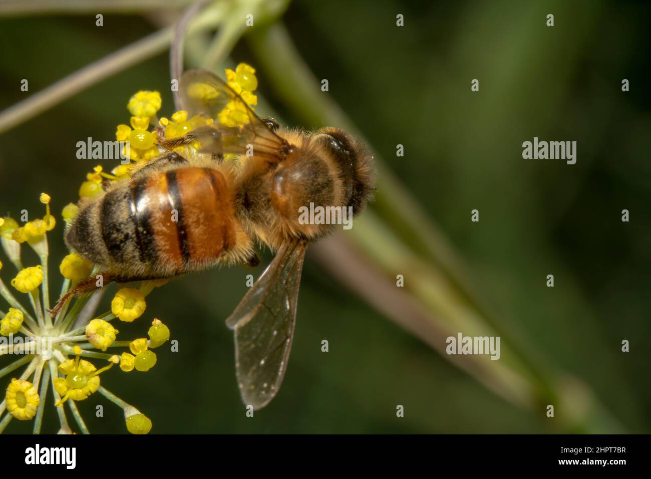 Aerial view bee on flower hi-res stock photography and images - Alamy