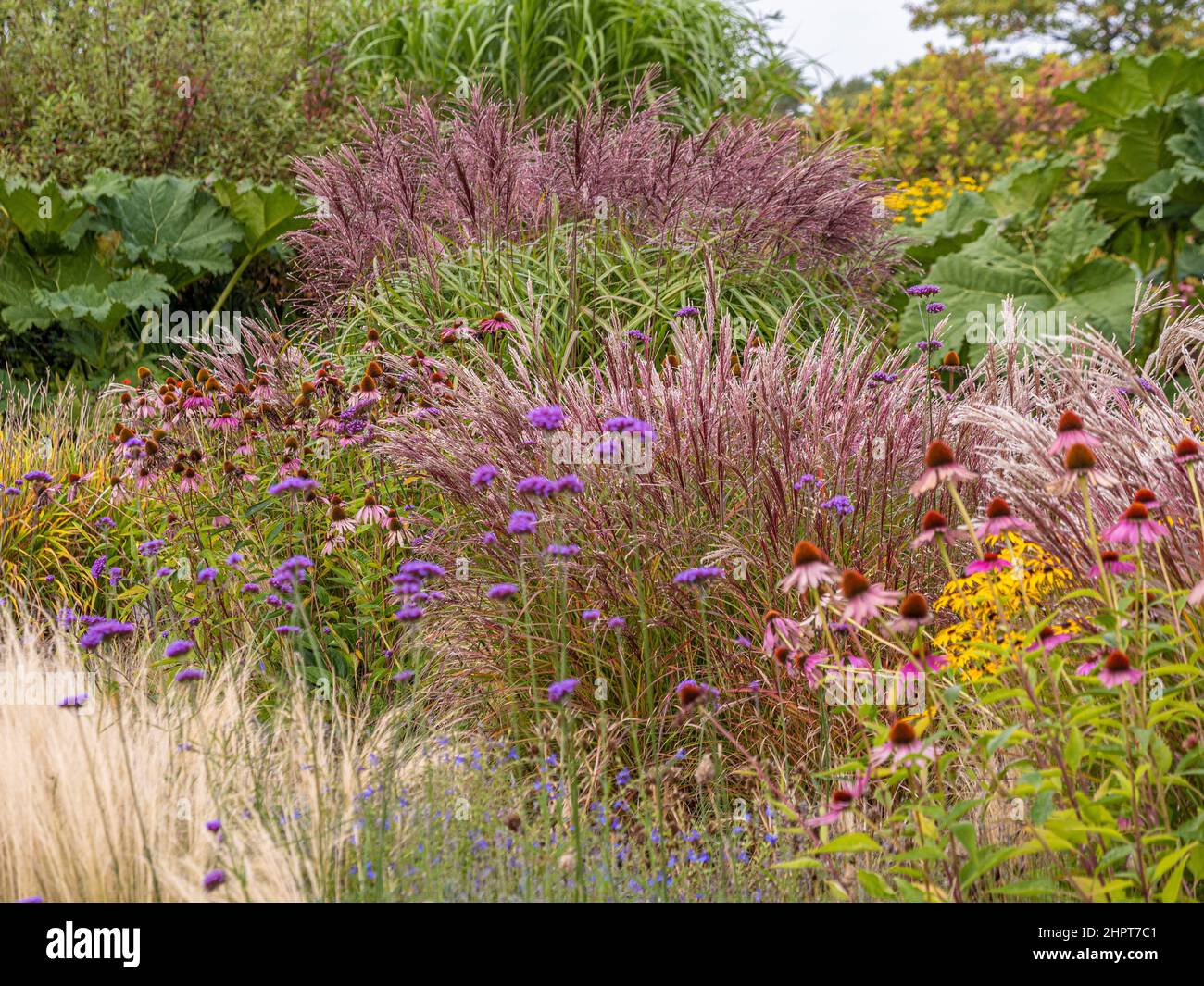 Colour themed prairie style planting in a UK garden Stock Photo - Alamy