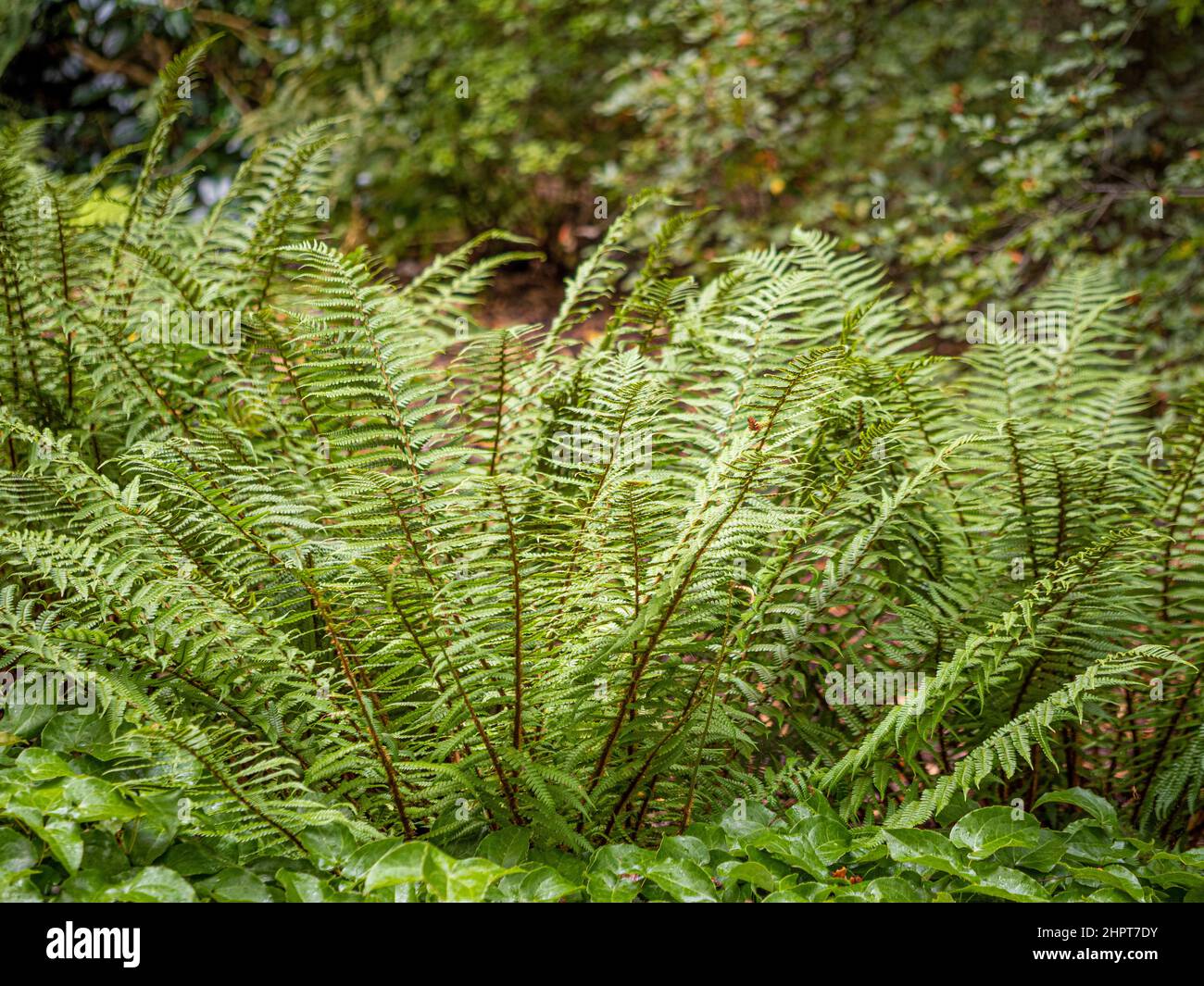 British woodland fern hi-res stock photography and images - Alamy