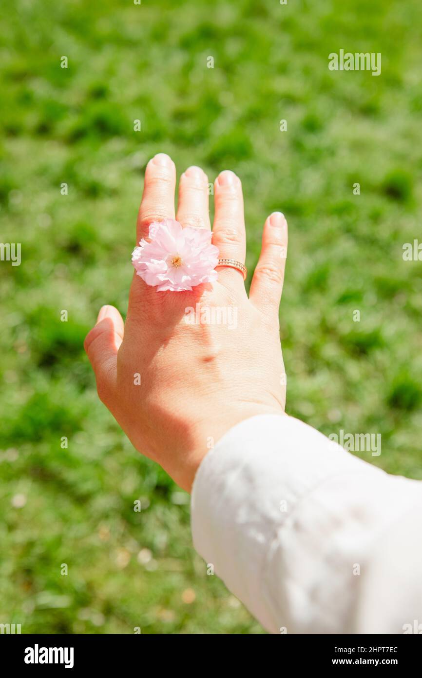 pink sakura flowers in woman hand close up crop Stock Photo - Alamy