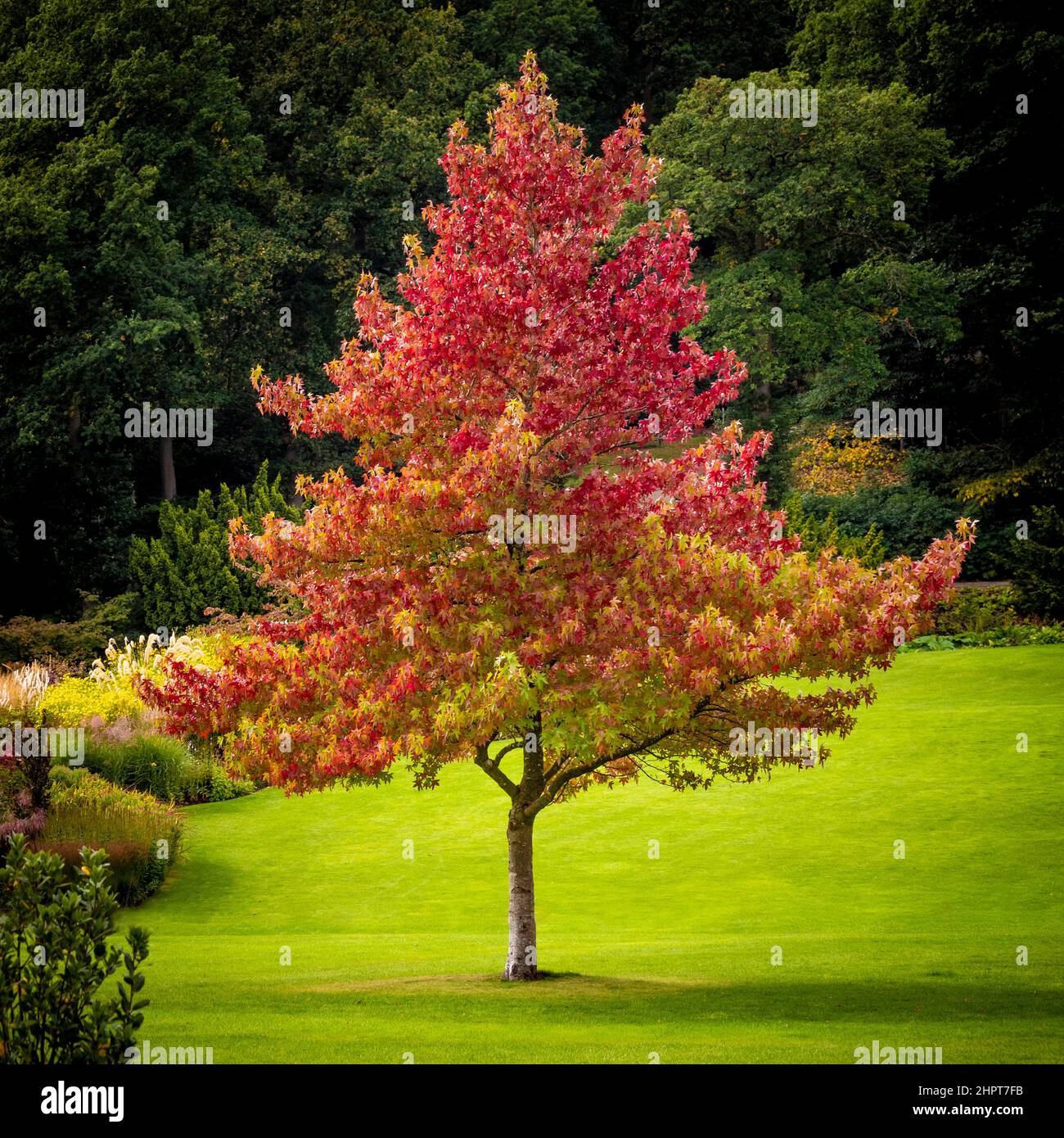 Japanese Maple tree in early Autumn as its bright green leaves turn to ...