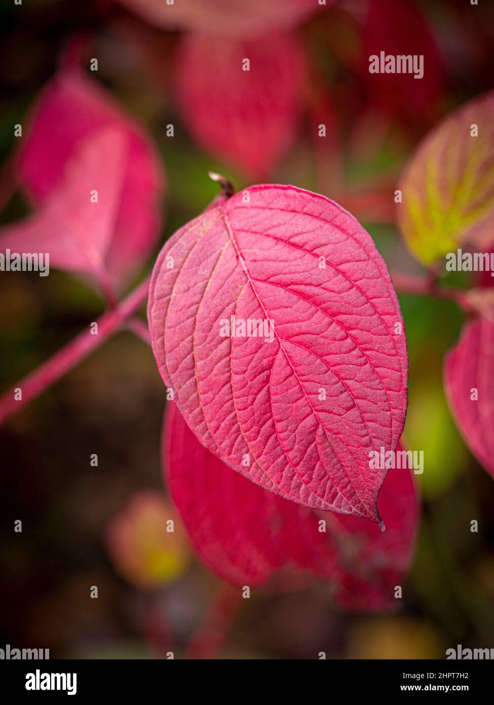 Close-up of a red leaf of Cornus Alba in Autumn Stock Photo - Alamy