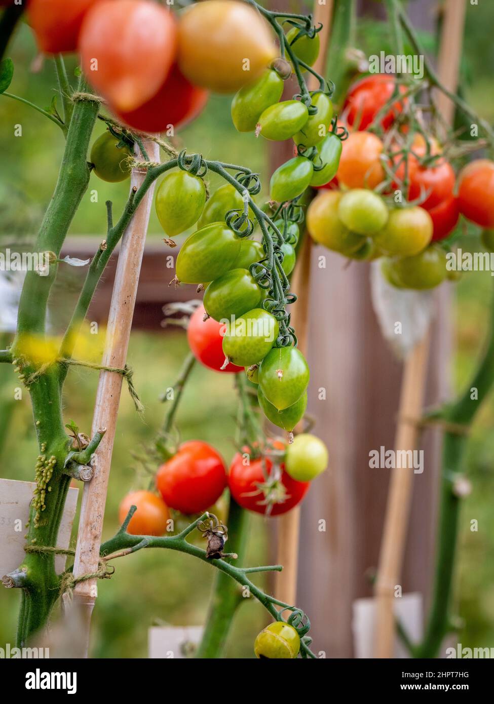 Tomato plants with foliage removed to allow maximum sunlight to the ...